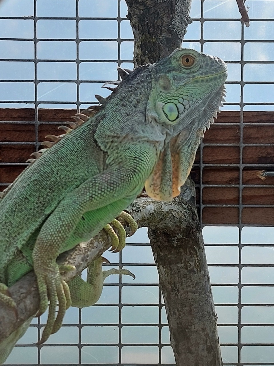 Meist - Saaremaa Zoo