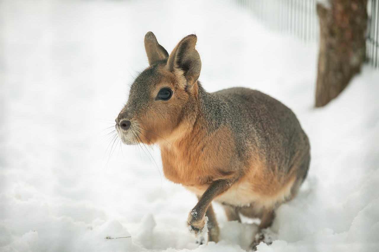 Meist - Saaremaa Zoo
