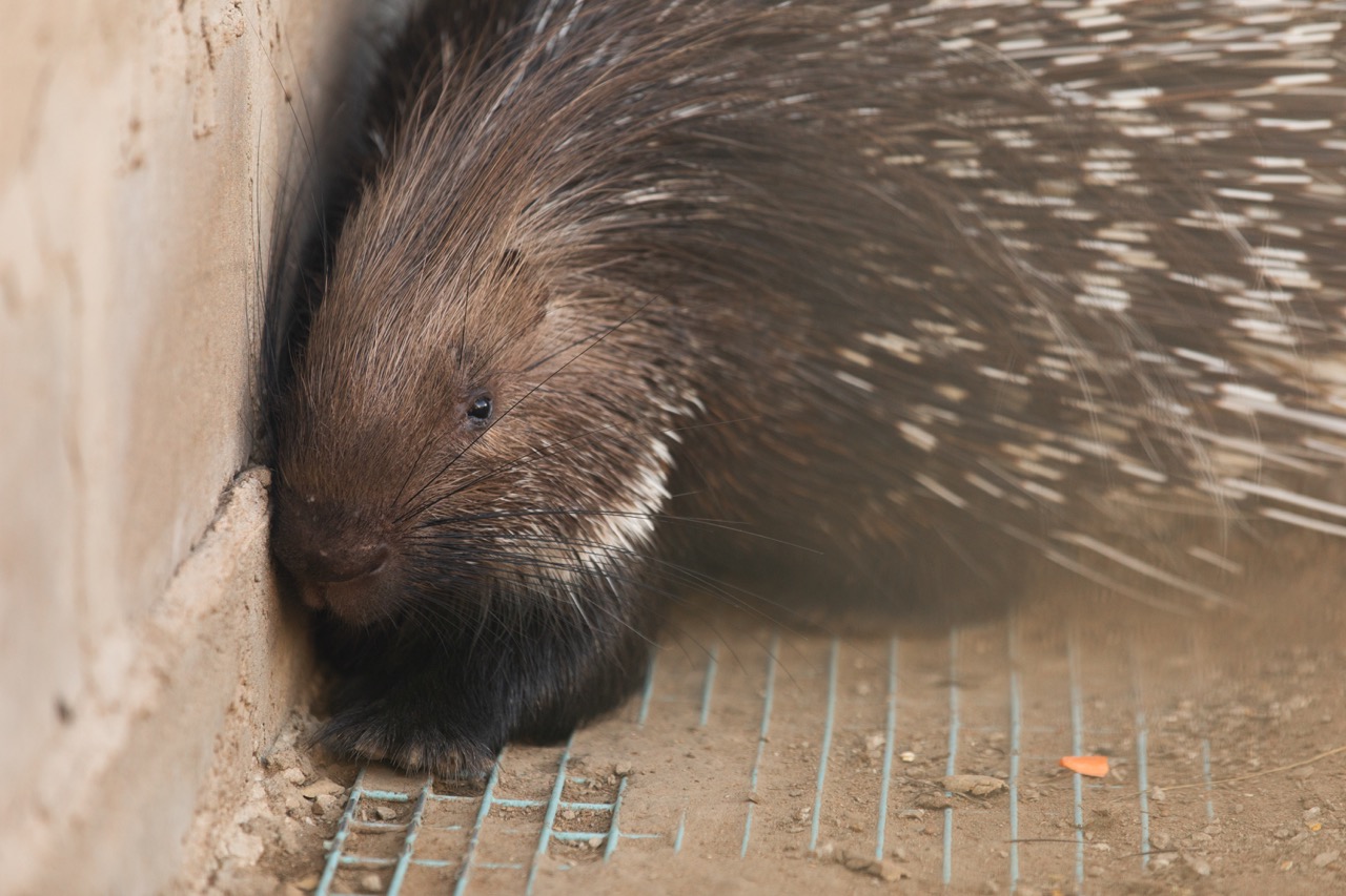 Meist - Saaremaa Zoo