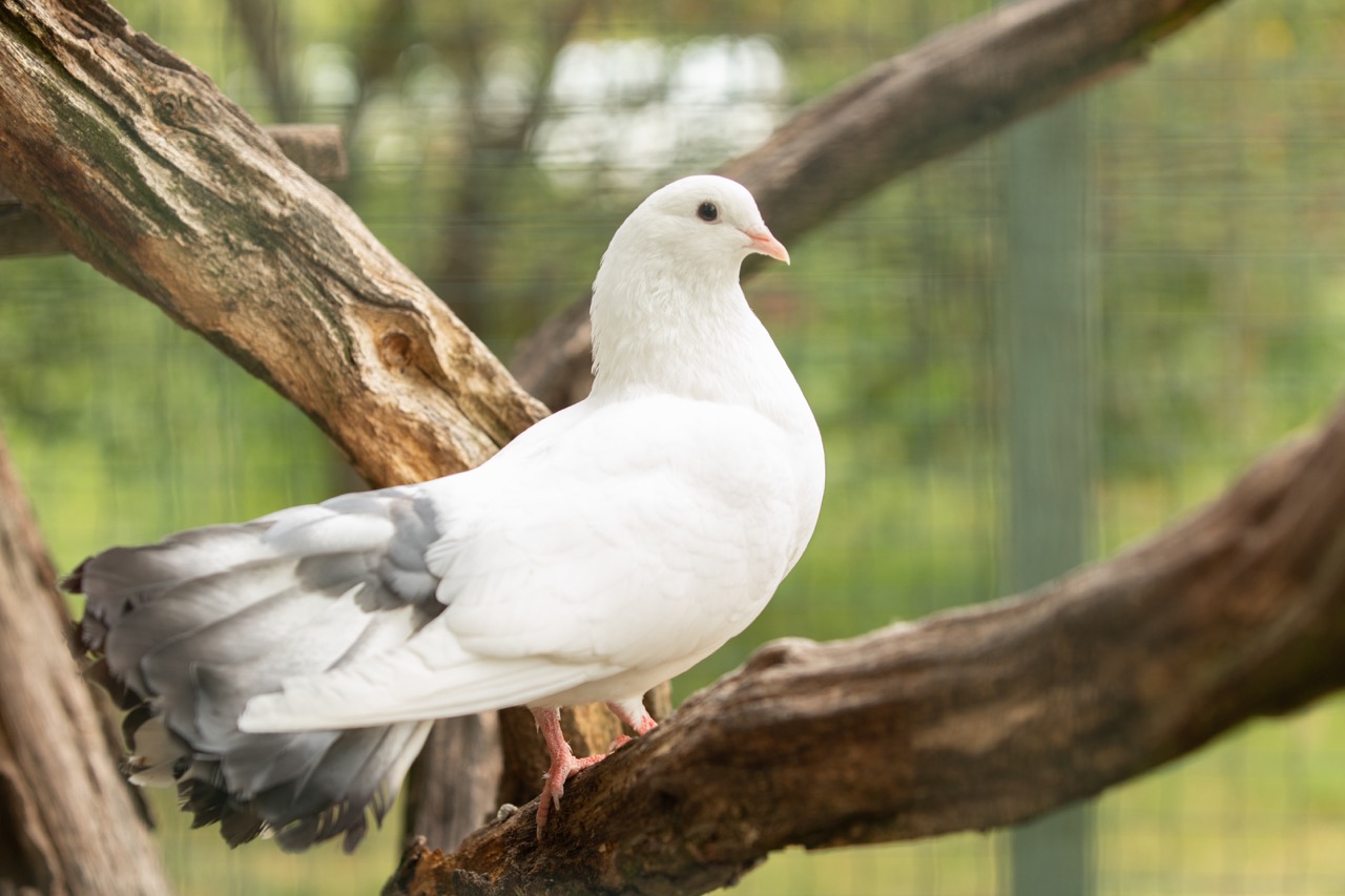 Meist - Saaremaa Zoo